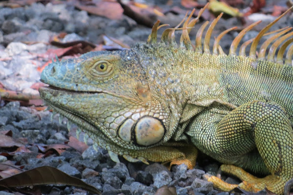 Green iguana | Project Noah