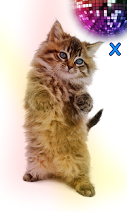 Talking Cat. Dances and Purrs. – Talking cat. Dancing, talking, playing ...