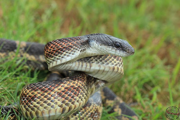 Texas Rat Snake | Project Noah