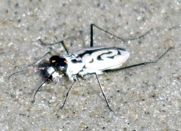 Southern white beach tiger beetle | Project Noah