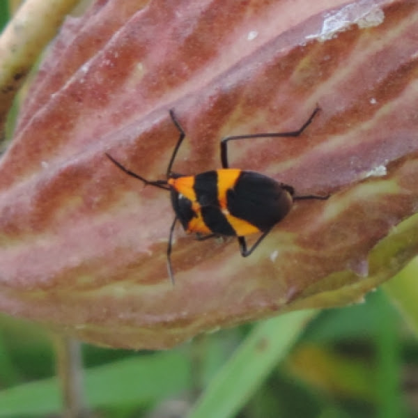 Large Milkweed Bug | Project Noah