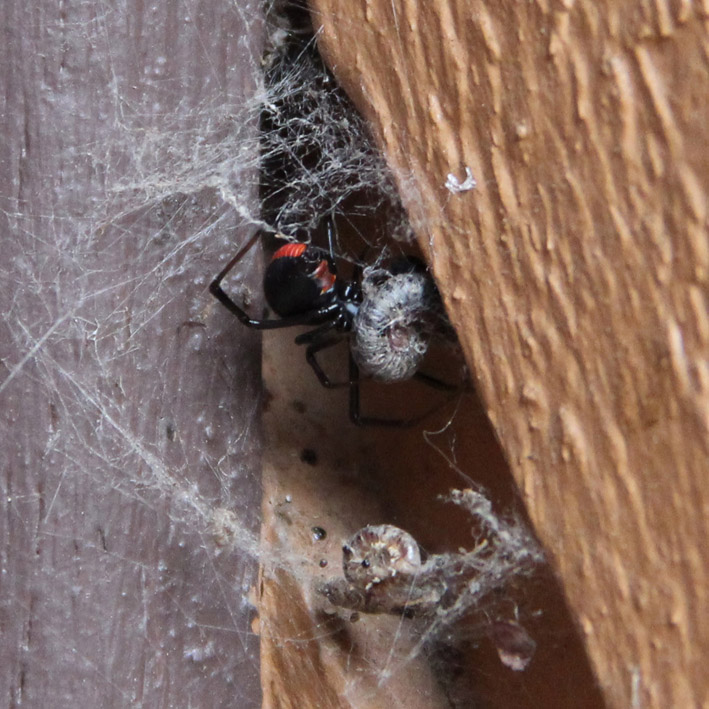 Redback Spider | Project Noah