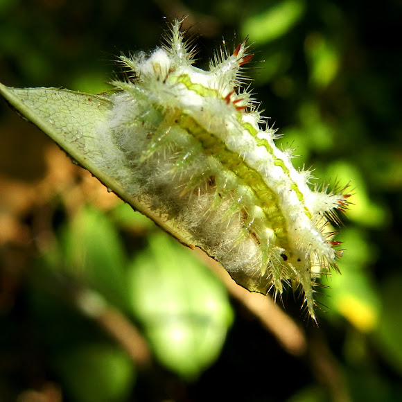 Slug moth | Project Noah