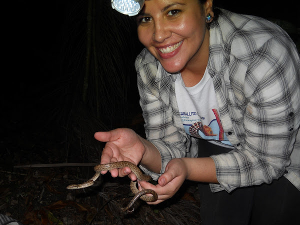 Puerto Rican Boa_ Boa puertorriqueña | Project Noah