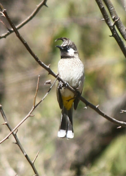 Himalayan Bulbul | Project Noah