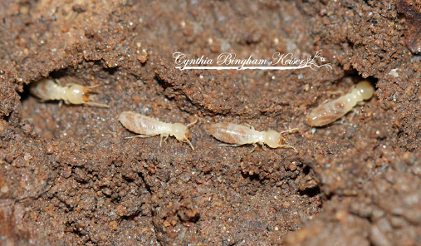Subterranean Termite | Project Noah