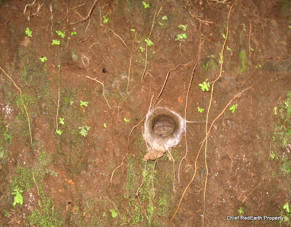 Karwar large burrowing spider'stunnel | Project Noah