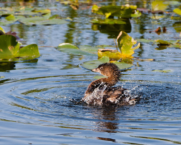 Pied-billed Grebe | Project Noah