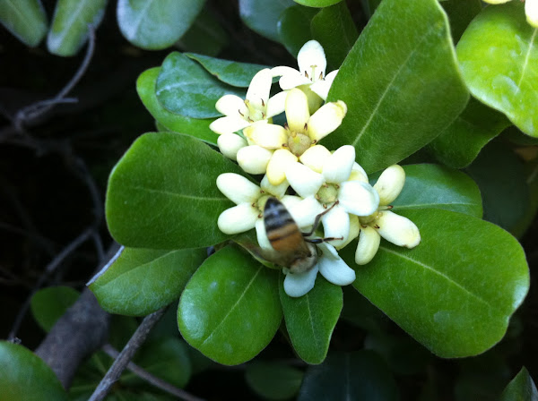 Abeja | Project Noah