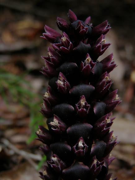 California ground cone | Project Noah