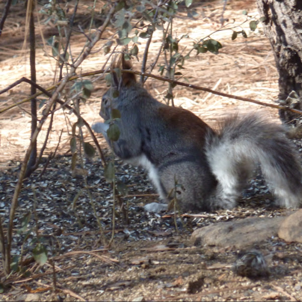 Albert's Squirrel | Project Noah