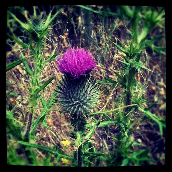 Common Thistle | Project Noah