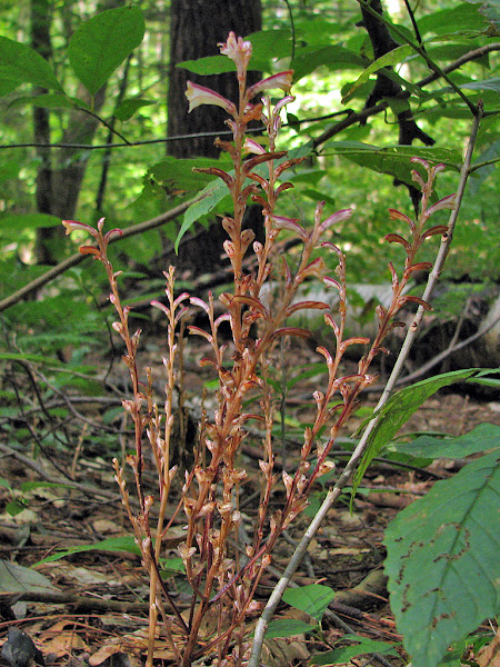 Beechdrops | Project Noah