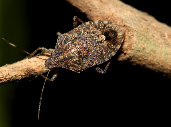 Brown Shield Bug | Project Noah