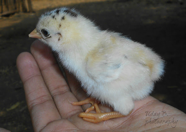 Chick | Project Noah