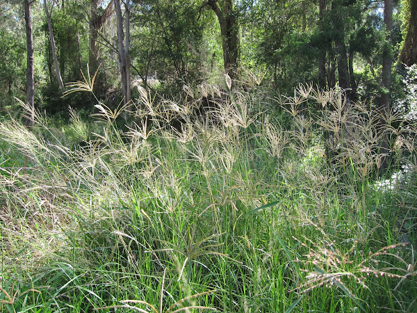 Tall Windmill Grass | Project Noah
