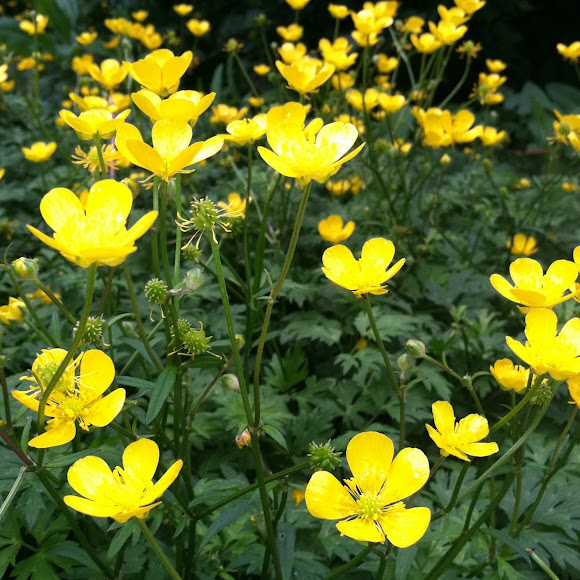 Creeping Buttercup | Project Noah