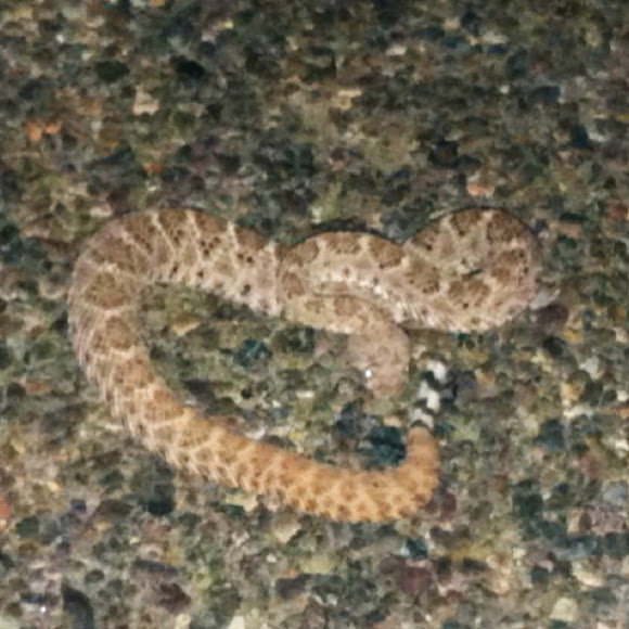 Western diamondback rattlesnake | Project Noah