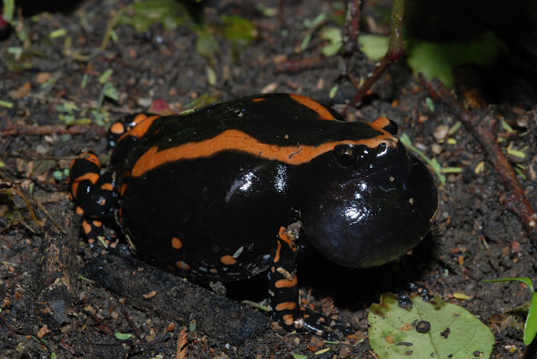 Marbled Rubber Frog | Project Noah