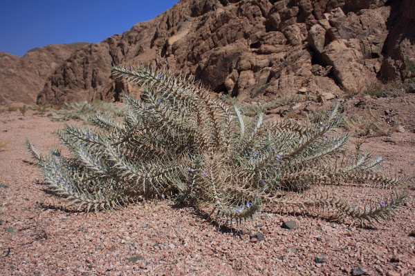 Blepharis | Project Noah