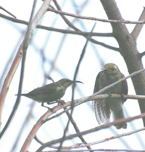 Marico Sunbird | Project Noah