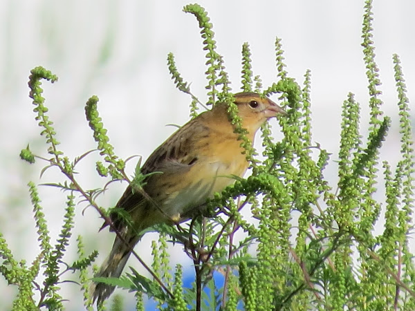 Bobolink (female) | Project Noah