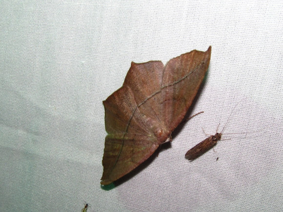 Large Maple Spanworm | Project Noah