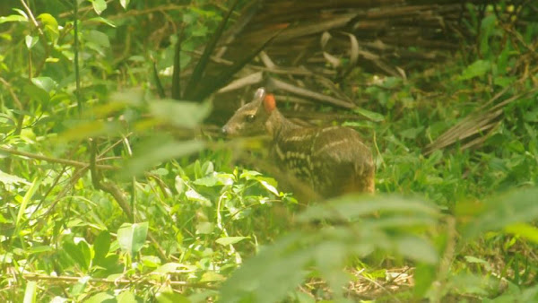 Sri Lankan spotted chevrotain | Project Noah