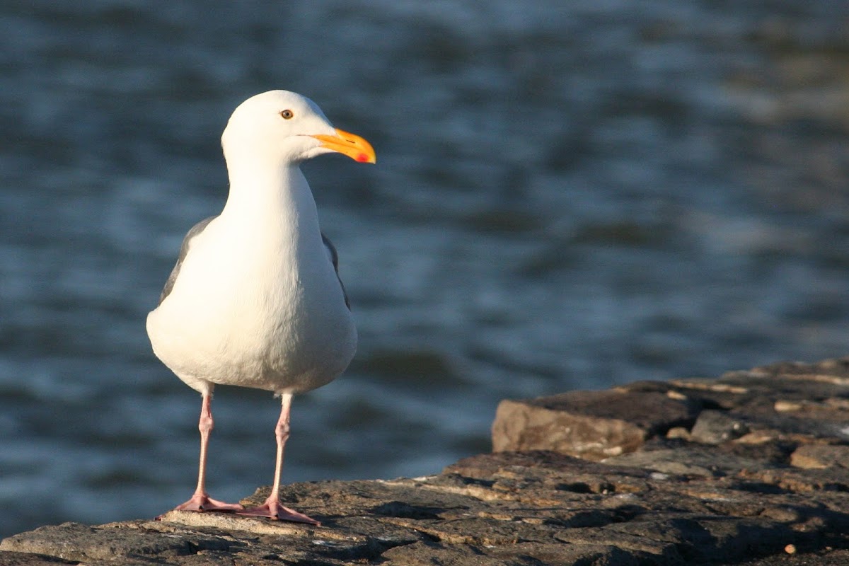 Western gull | Project Noah