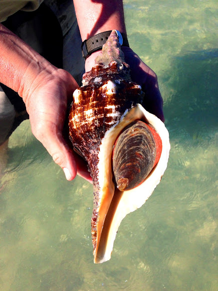 Horse Conch | Project Noah