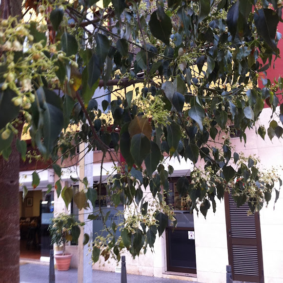 Arbol botella | Project Noah