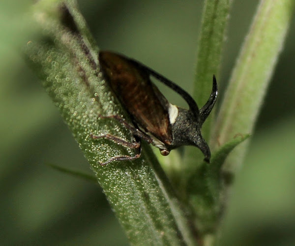 Horned Treehopper | Project Noah