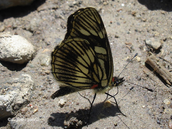 Alala sister | Project Noah