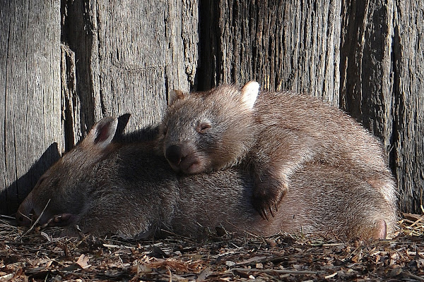 Coarse Haired Wombat | Project Noah