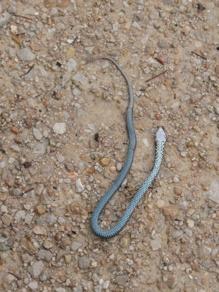 Juvenile Black Racer | Project Noah