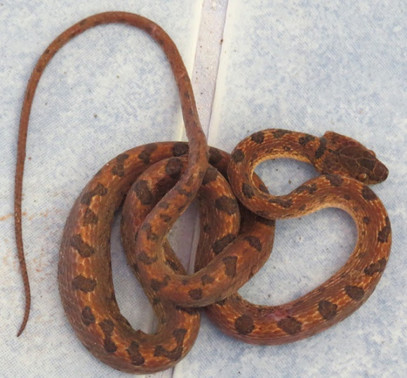 Costa Rican cat-eyed snake | Project Noah