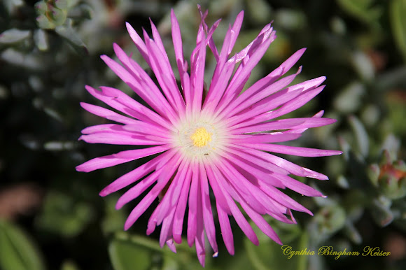 Mini Ice plant | Project Noah