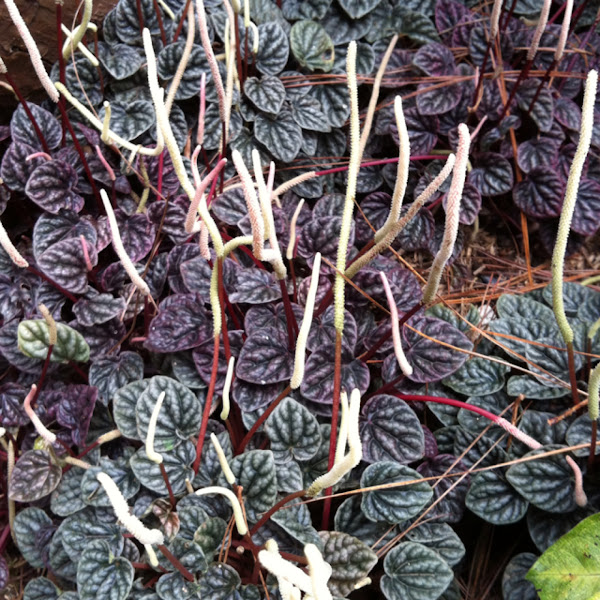 Emerald Ripple Peperomia | Project Noah