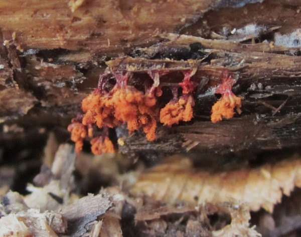 red wasp nest slime mold | Project Noah