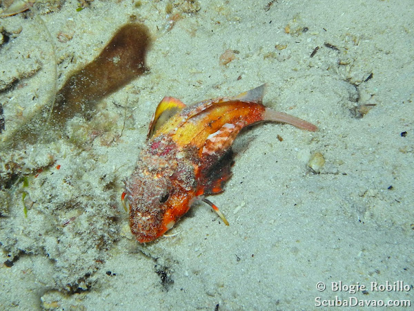 Painted Stingfish (juvenile) | Project Noah