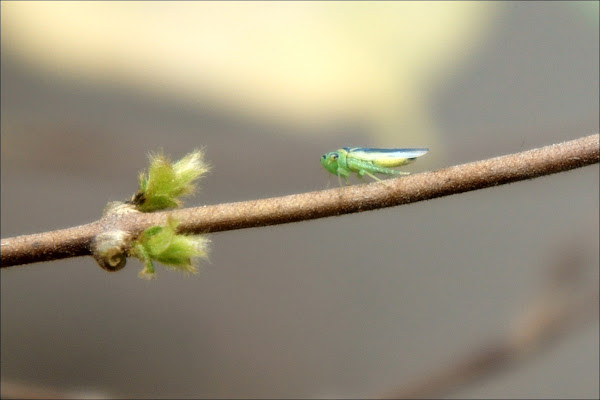 Groundnut leaf hopper | Project Noah