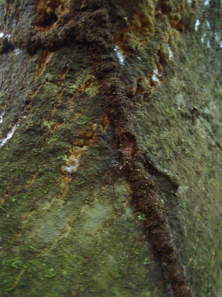 Arboreal Termite Tunnel and Nest | Project Noah