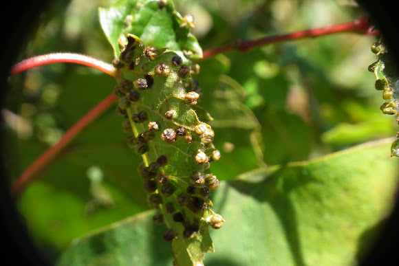 Insect gall on grape leaf | Project Noah