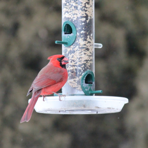 Northern Cardinal | Project Noah