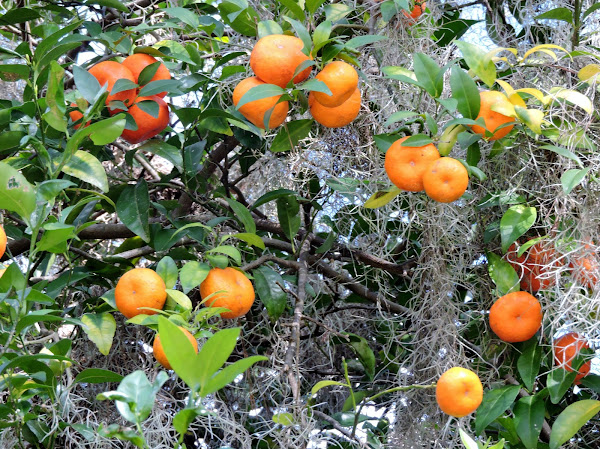 Tangerine | Project Noah