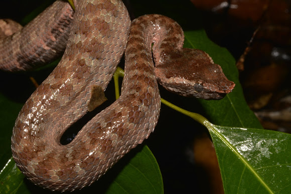 Bornean Leaf-nosed Pit Viper | Project Noah