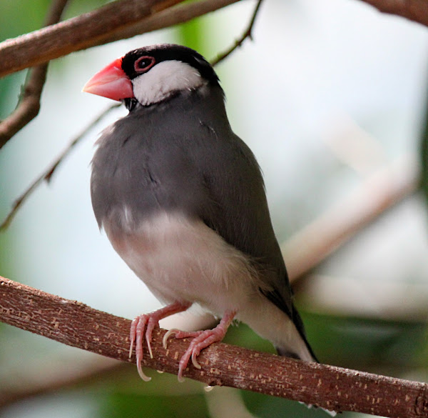 Java Sparrow, Java Finch, Java Rice Sparrow or Java Rice Bird | Project ...