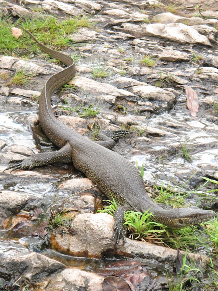 Mertens' Water Monitor | Project Noah