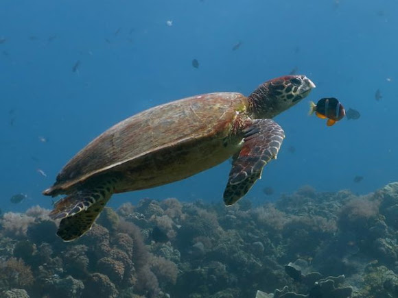 Hawksbill Sea Turtle | Project Noah