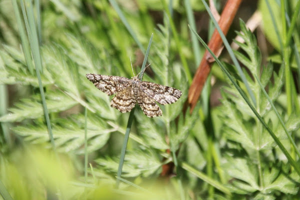 Common Heath | Project Noah